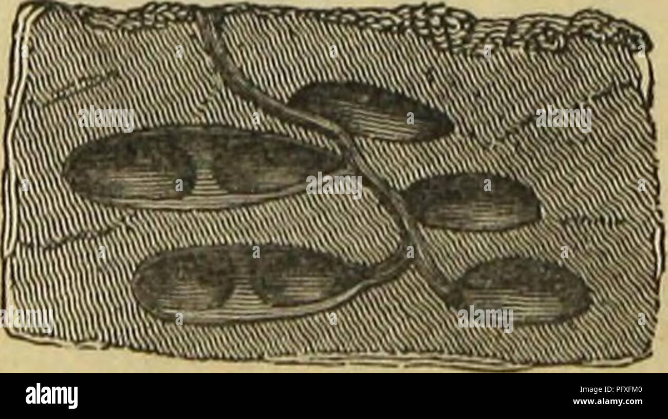 This section describes the complex structure of ant nests, specifically ...