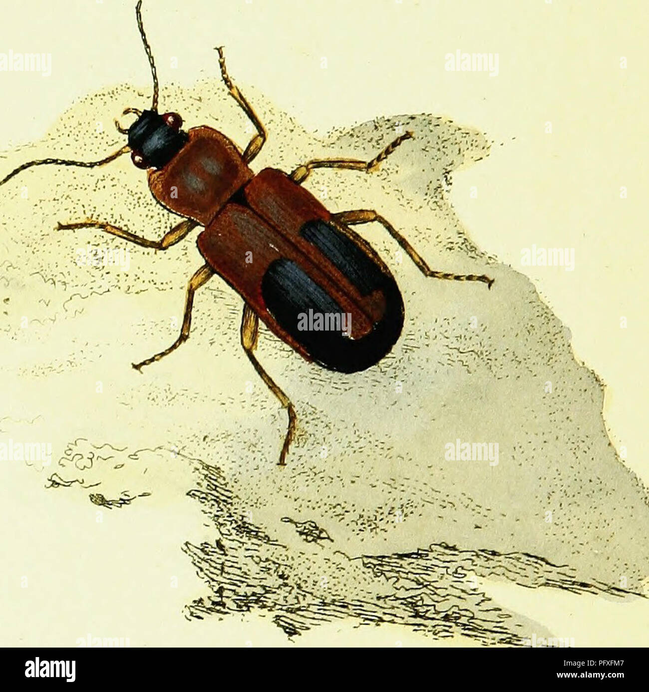 This work provides a comprehensive examination of British insects ...