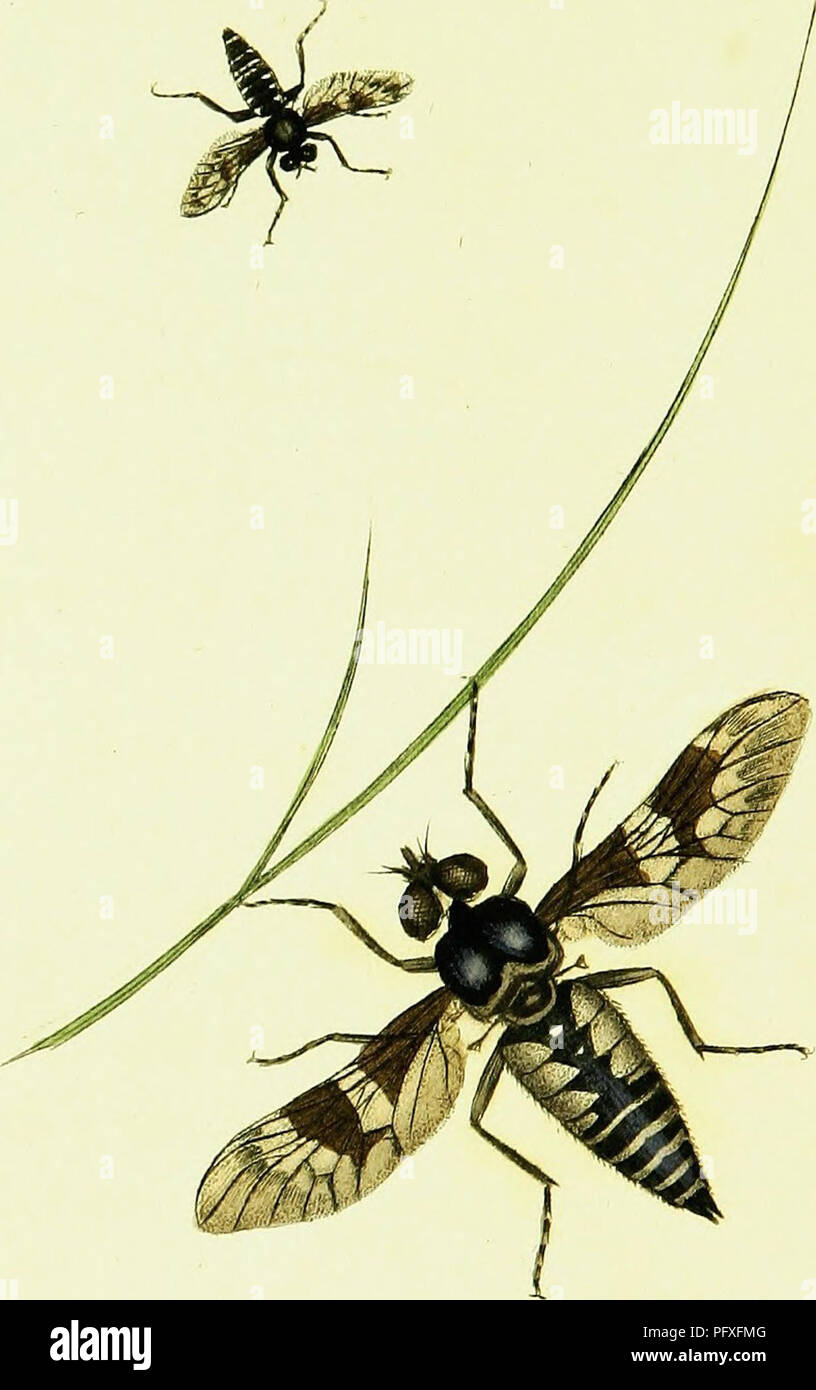 This book provides an in-depth study of British insects, detailing ...