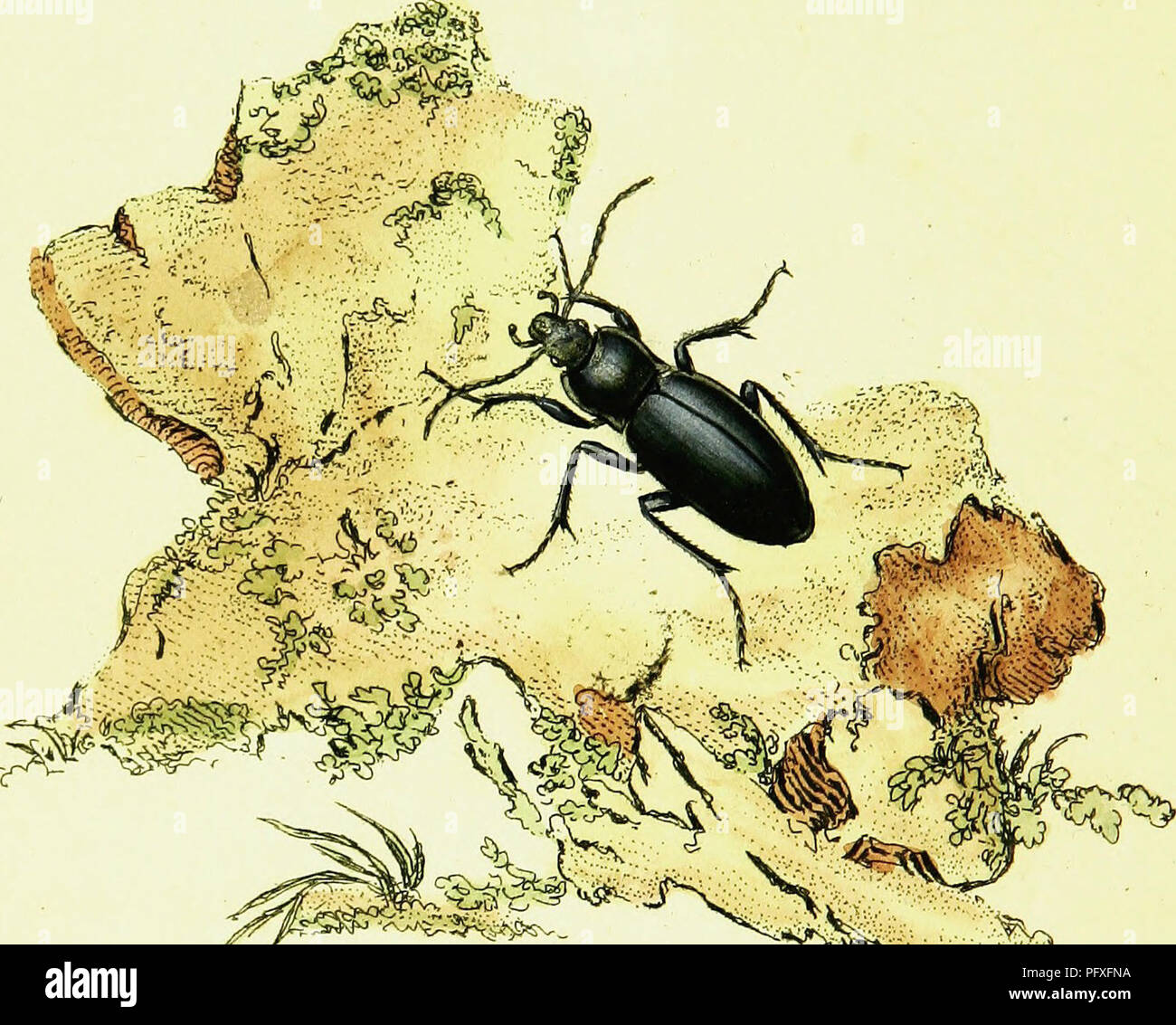 Edward Donovan’s work provides a detailed account of British insects ...