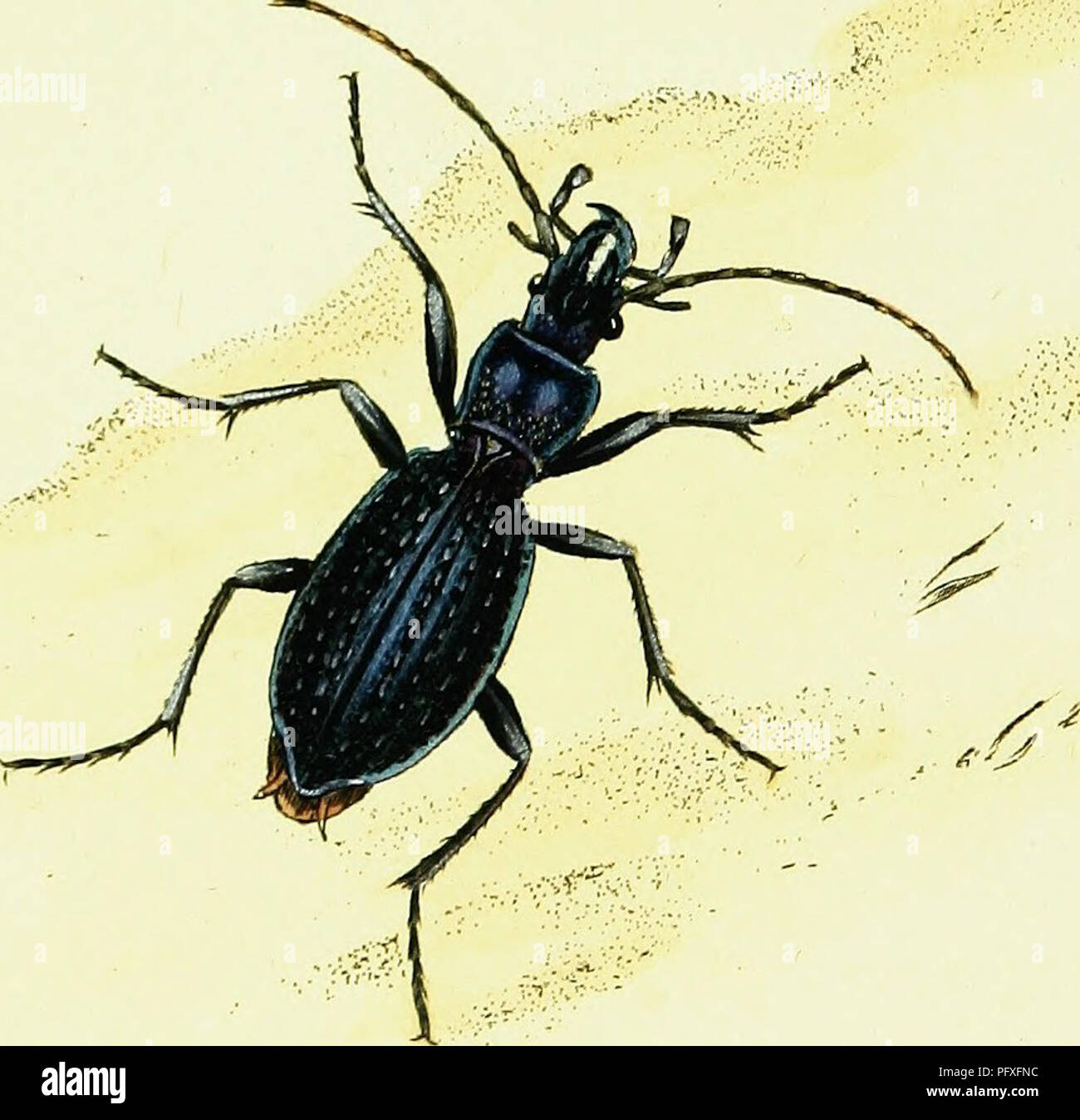 The 'Natural History of British Insects' explores the life cycles, food ...