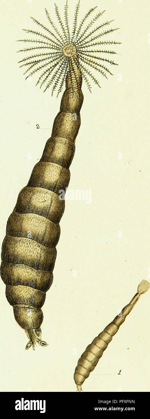 This detailed illustration from Edward Donovan's work provides an ...