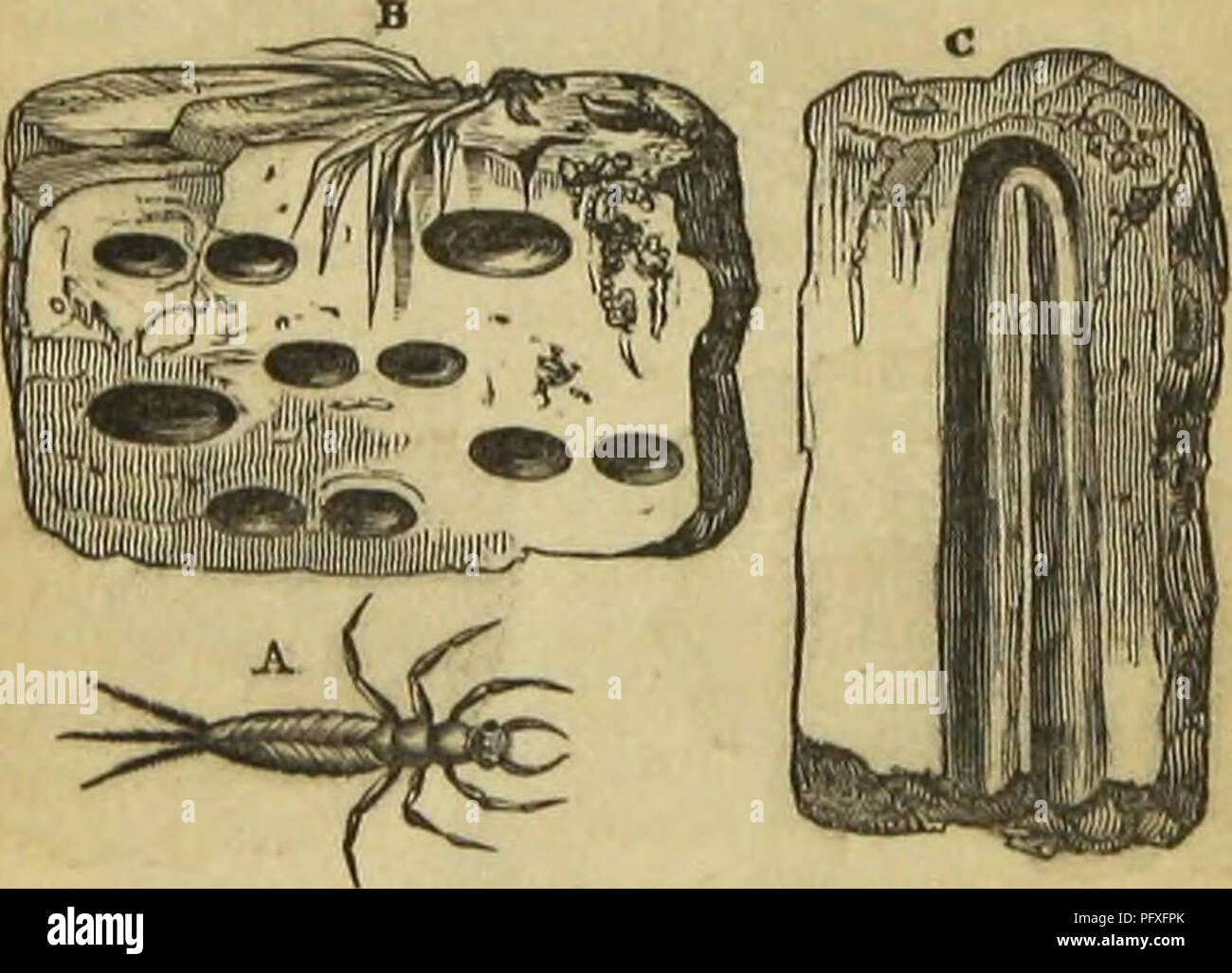 A detailed exploration of the architecture built by certain insects ...