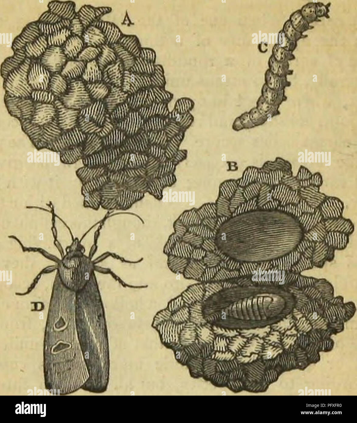 Insect architecture examines the construction of nests and other ...