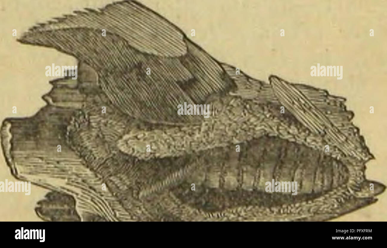 Moth arriving hi-res stock photography and images - Alamy