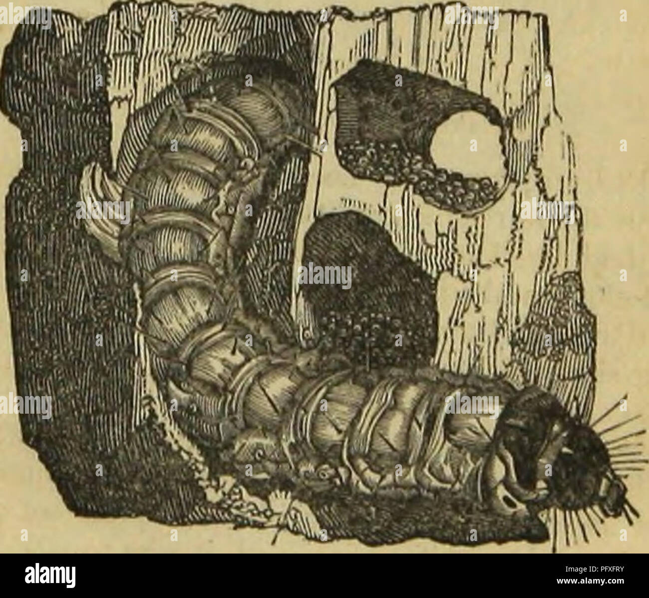 This work examines the complex structures and behaviors of insect ...