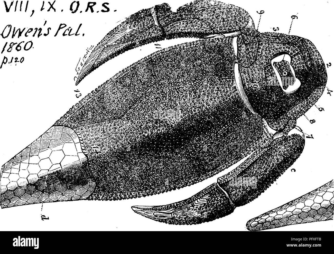 Pterichthys hi-res stock photography and images - Alamy