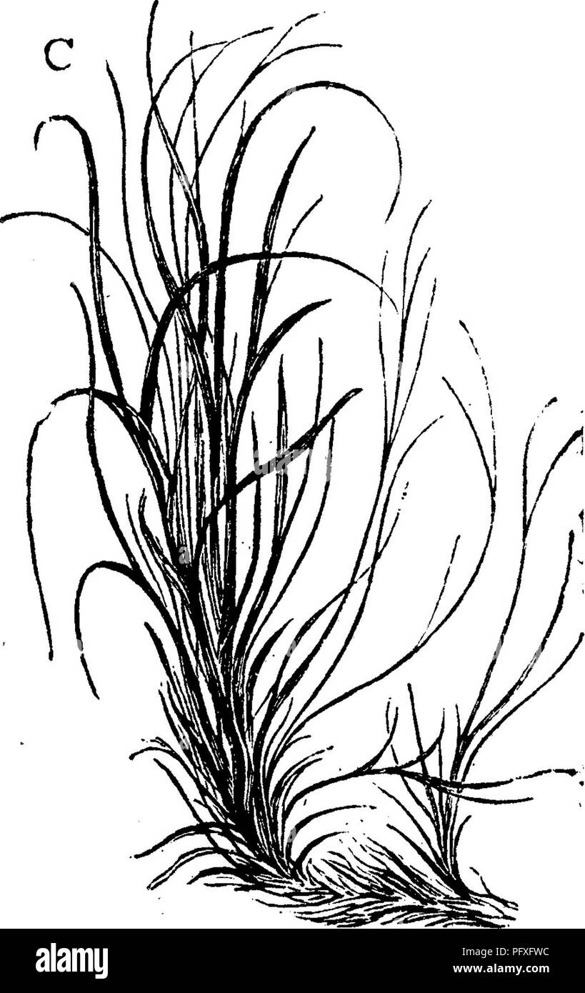 Psilophyton High Resolution Stock Photography and Images - Alamy