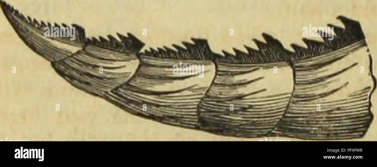 This work discusses the architecture of insects, specifically their use ...