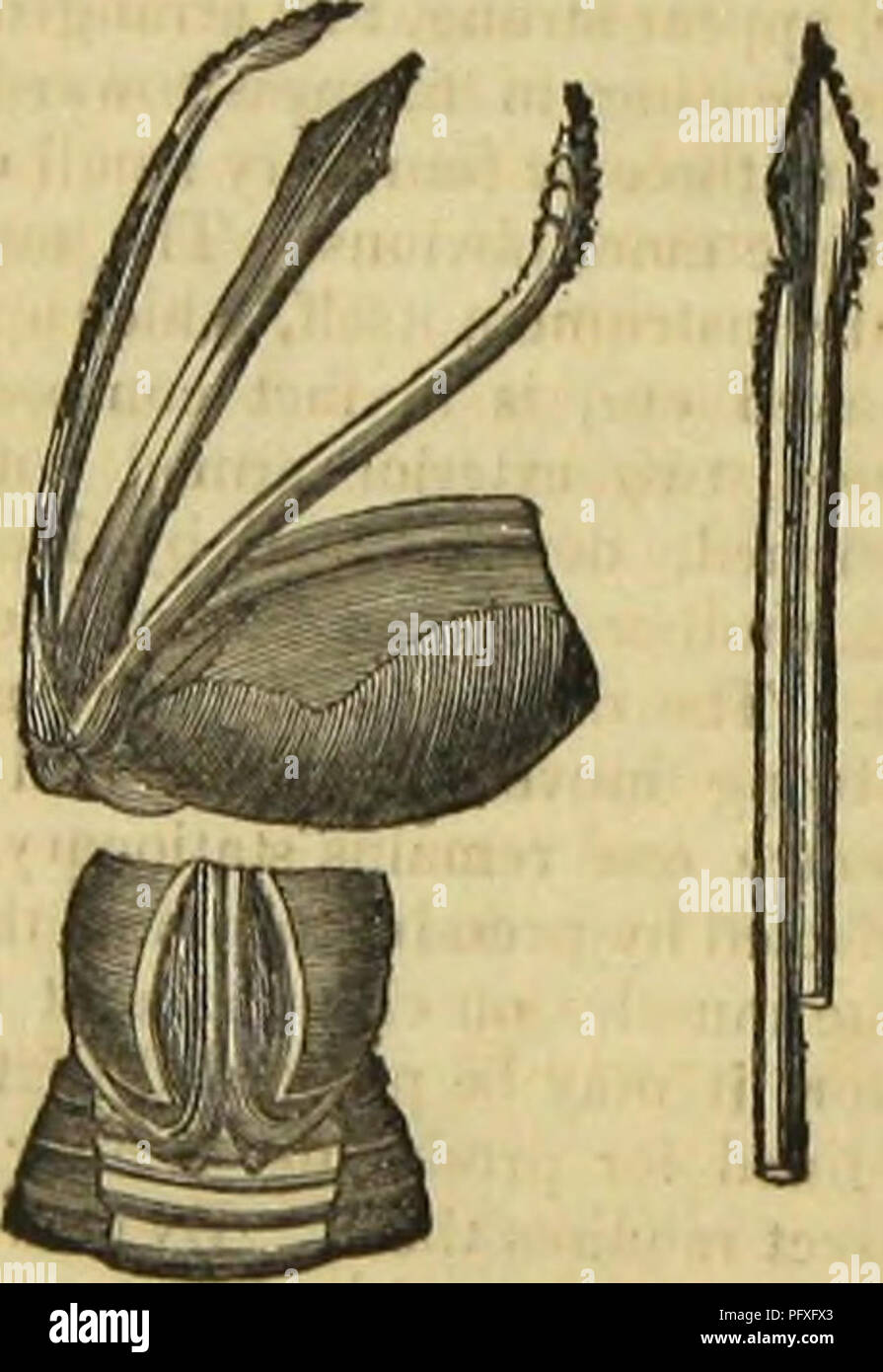 Illustration from 'Insect Architecture' depicting the ovipositor ...