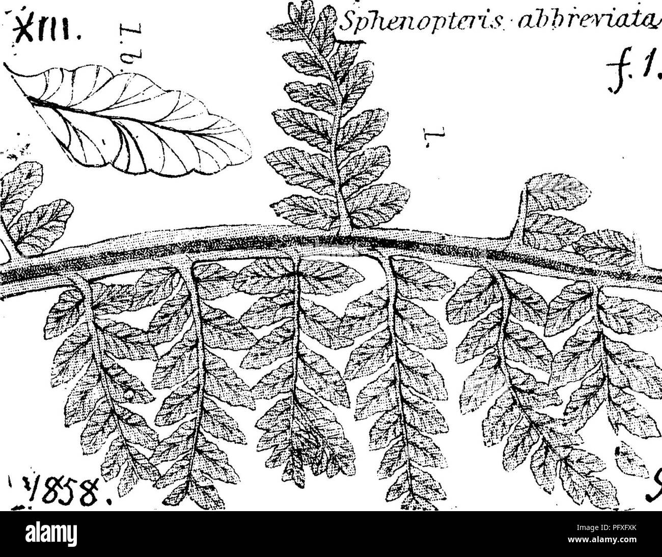 Sphenopteris hi-res stock photography and images - Alamy