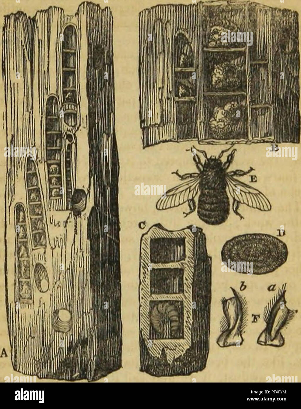 This study of carpenter bees, specifically *Xylocopa violacea ...