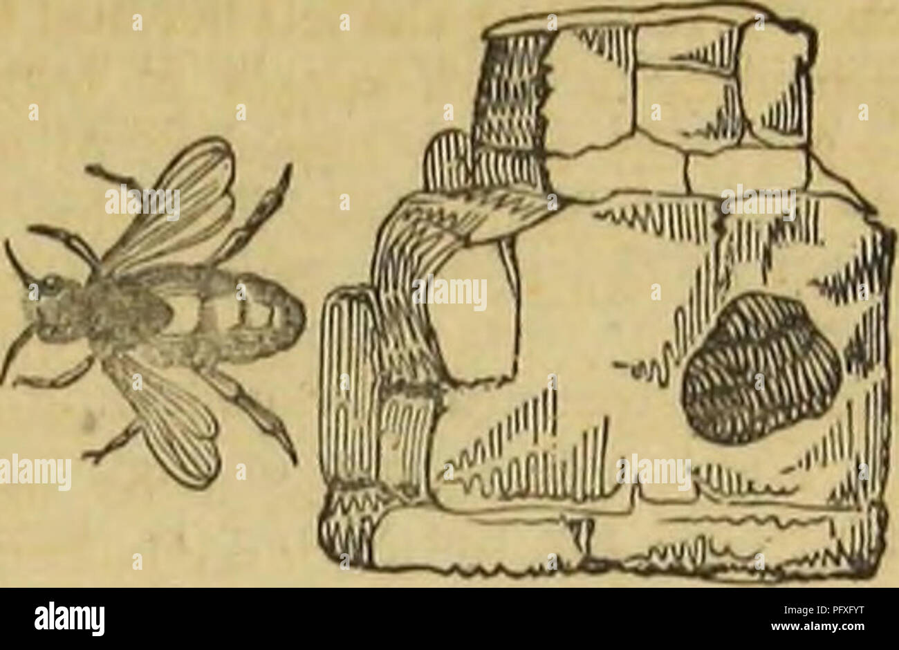 Mining bees holes hi-res stock photography and images - Alamy