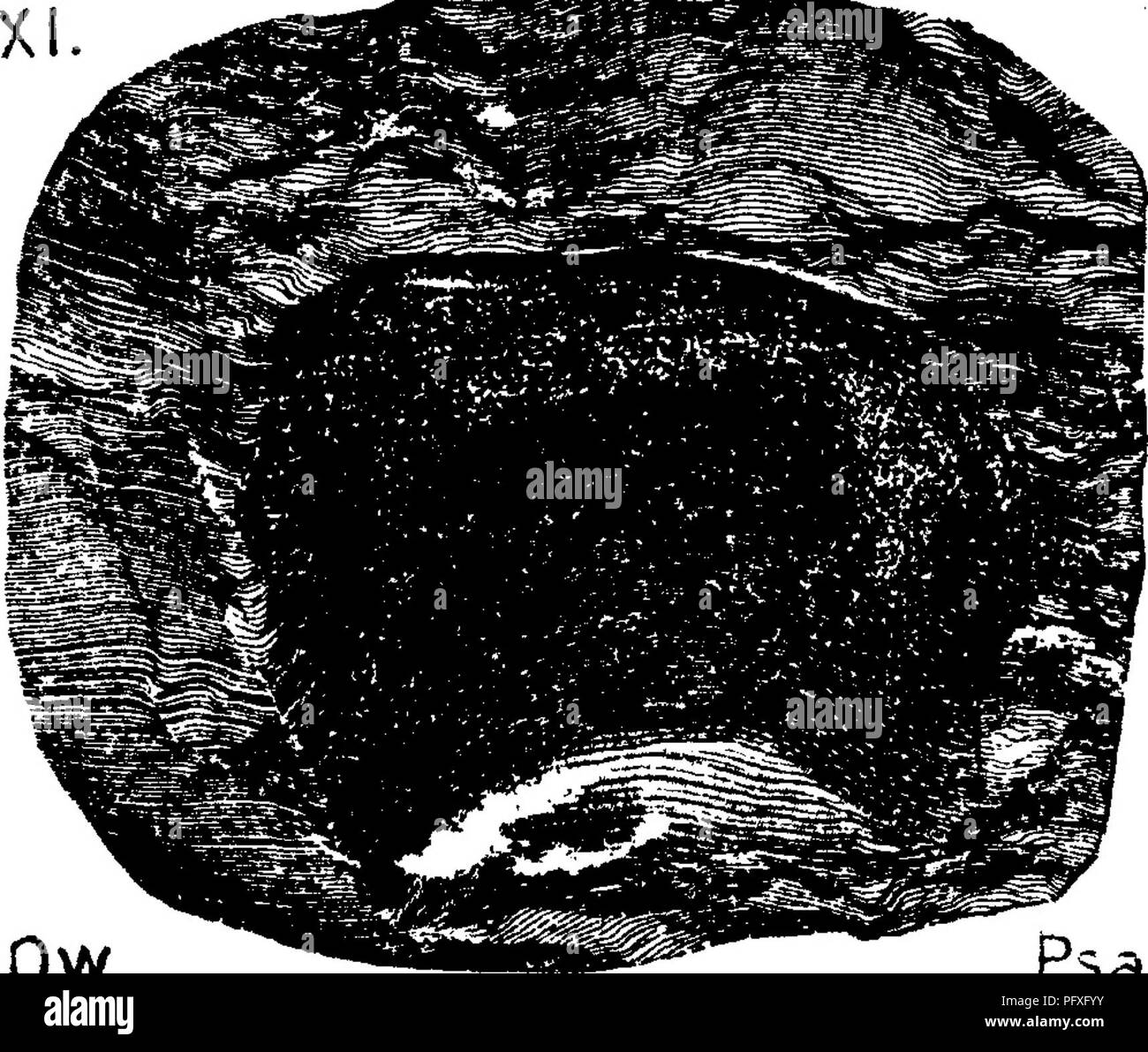 This dictionary provides comprehensive details on fossil species found ...