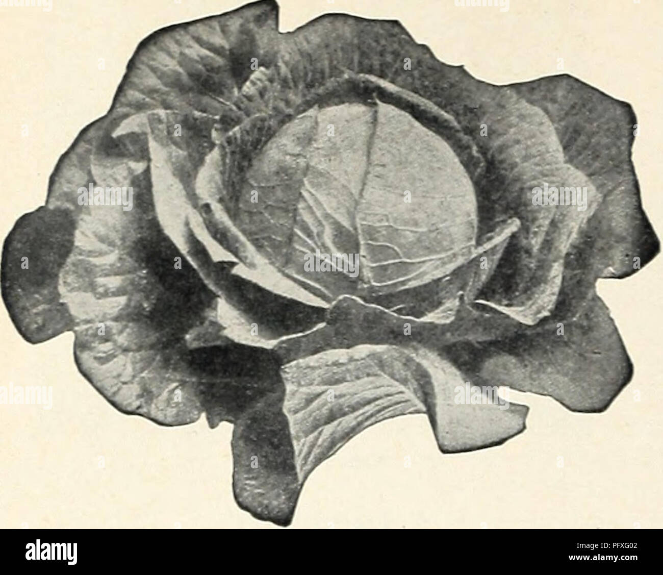 This catalog presents a range of vegetable seeds, including cabbage ...