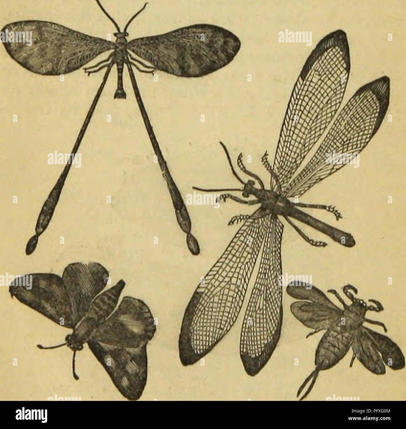 A detailed study of the architectural structures built by insects, such ...