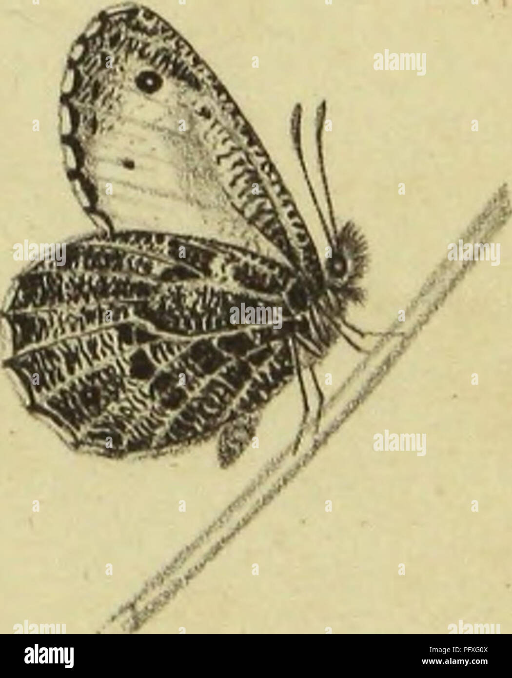 This illustrated work on the insects of Switzerland showcases the most ...