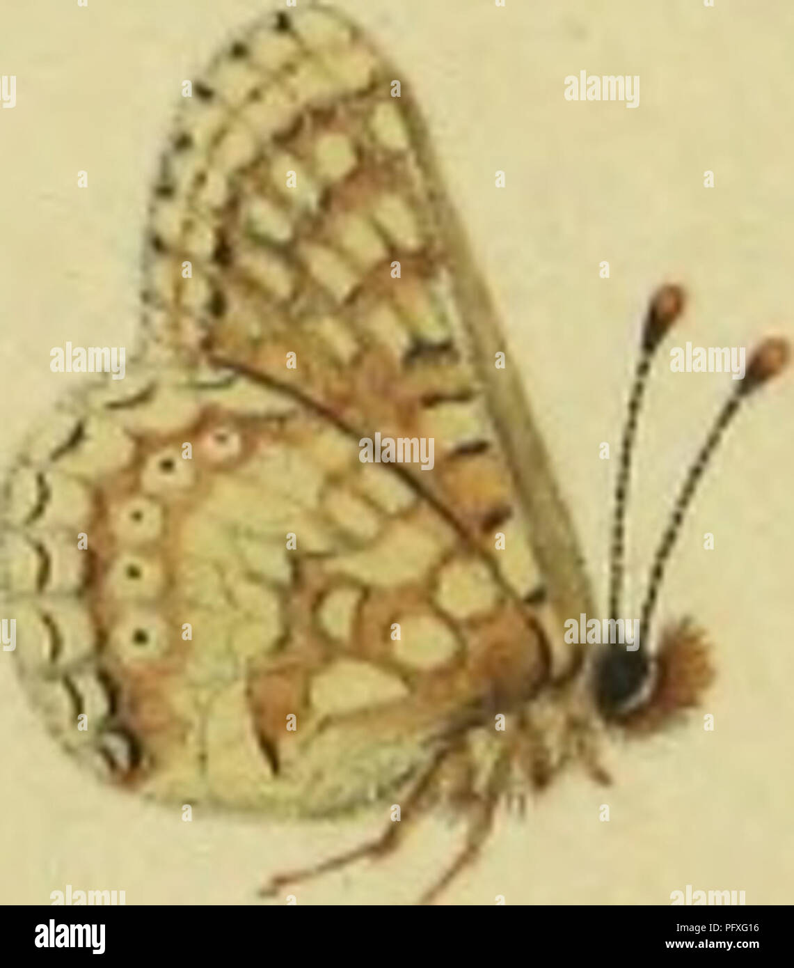 This work presents the most significant insect genera of Switzerland ...