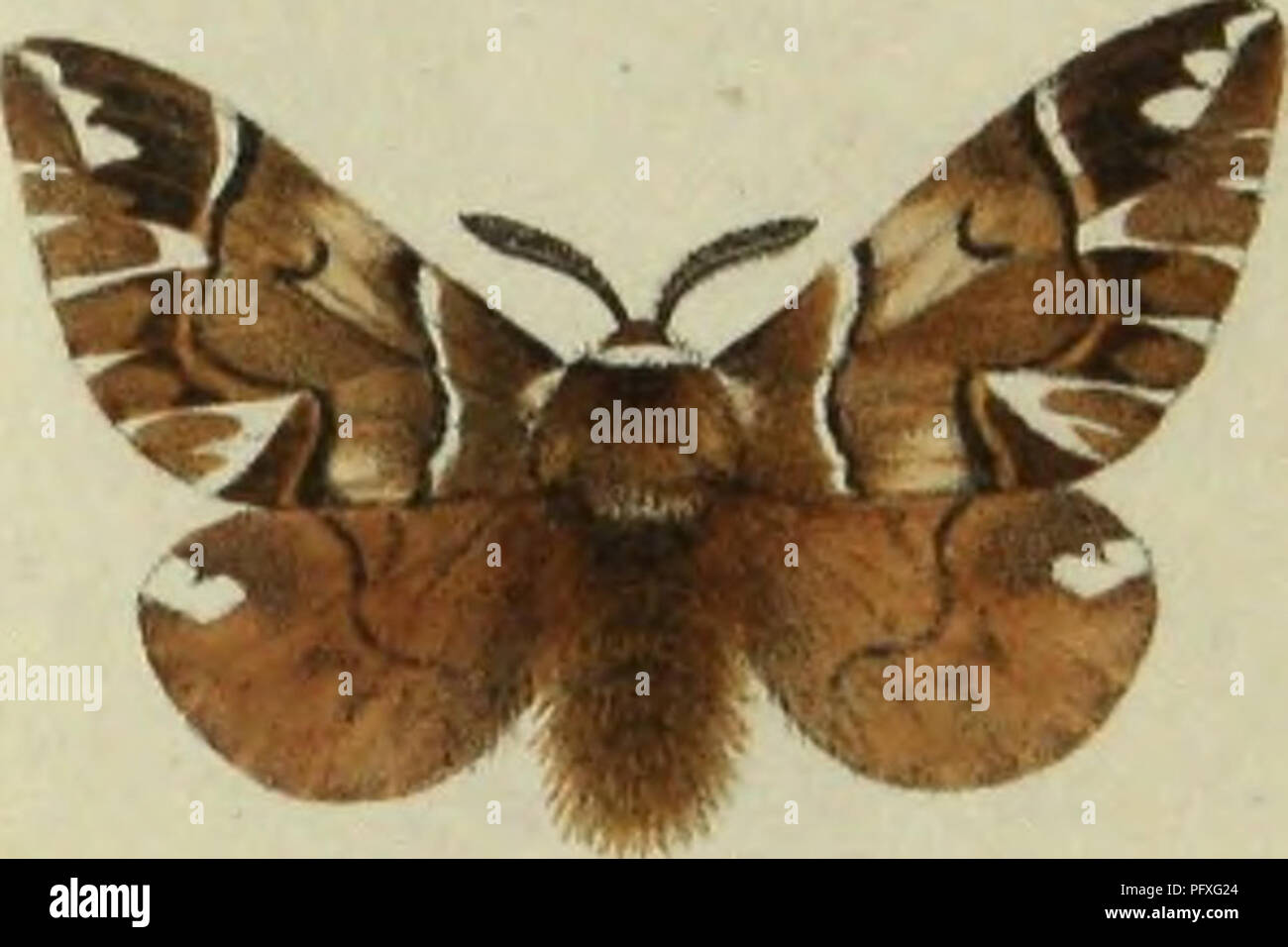 Swiss insects catalog hi-res stock photography and images - Alamy