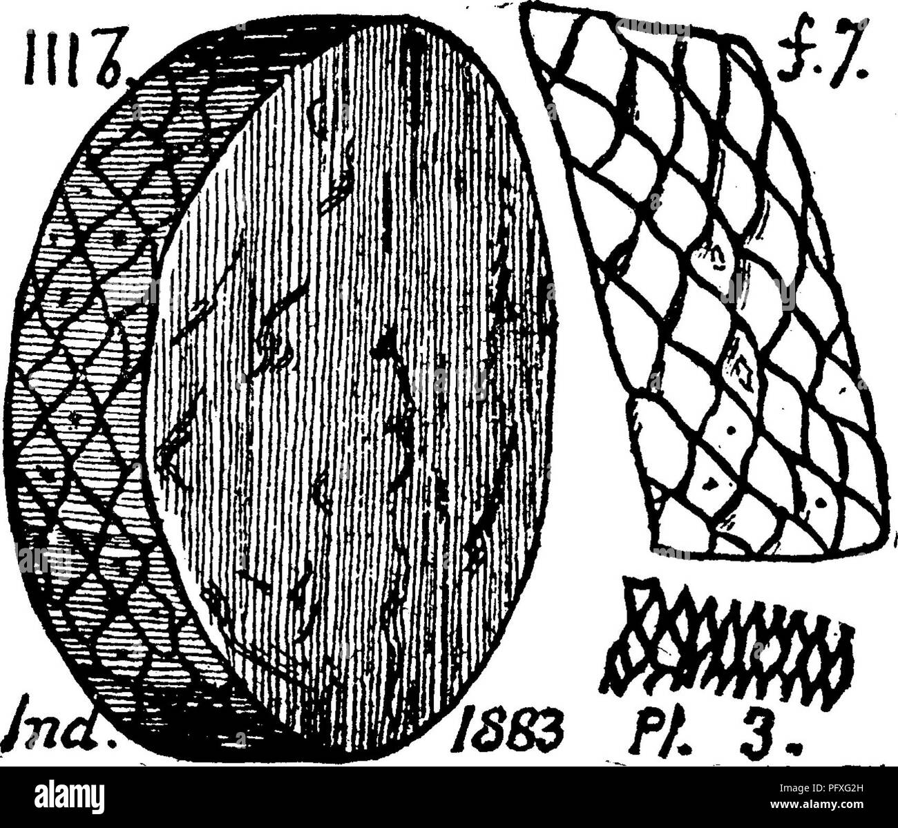 Sponge spicules Black and White Stock Photos & Images - Alamy