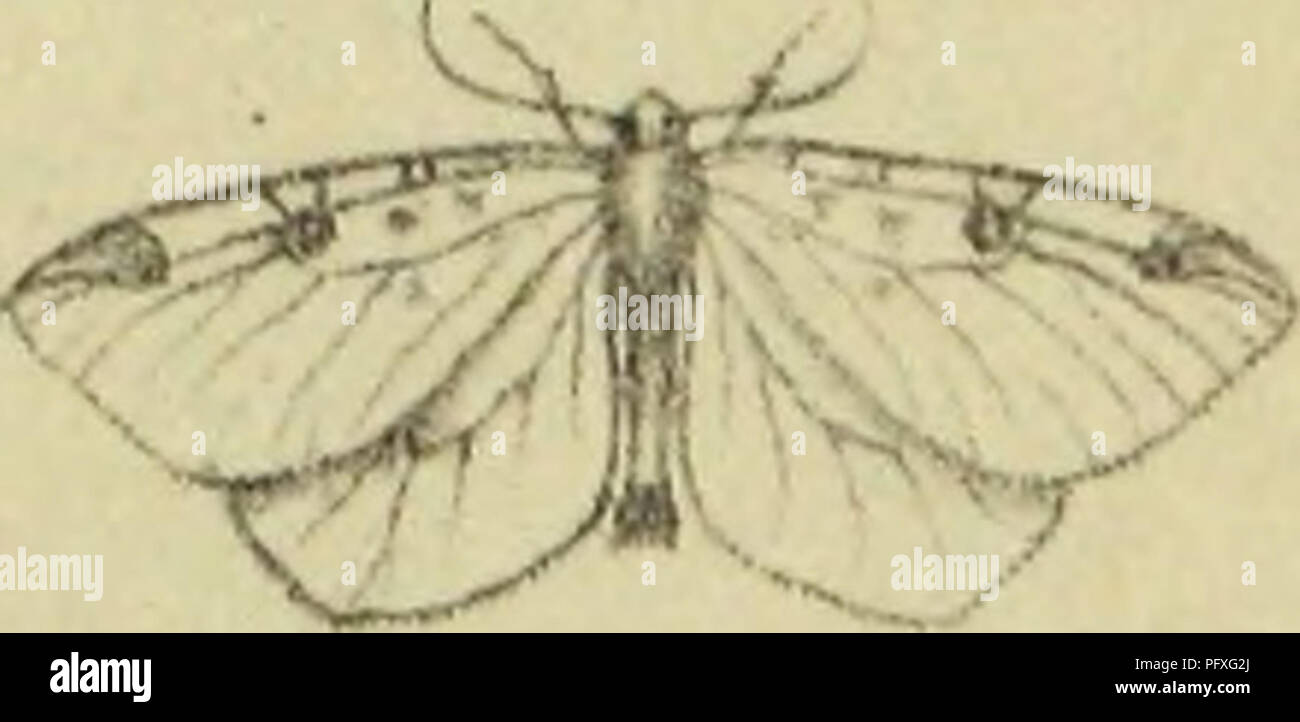 This work presents illustrations of the most prominent insect genera of ...