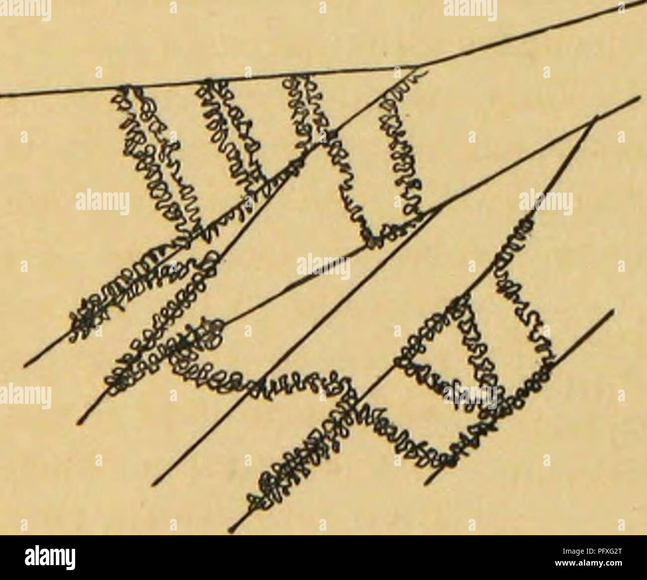 This work focuses on orb-weaving spiders, offering a detailed account ...