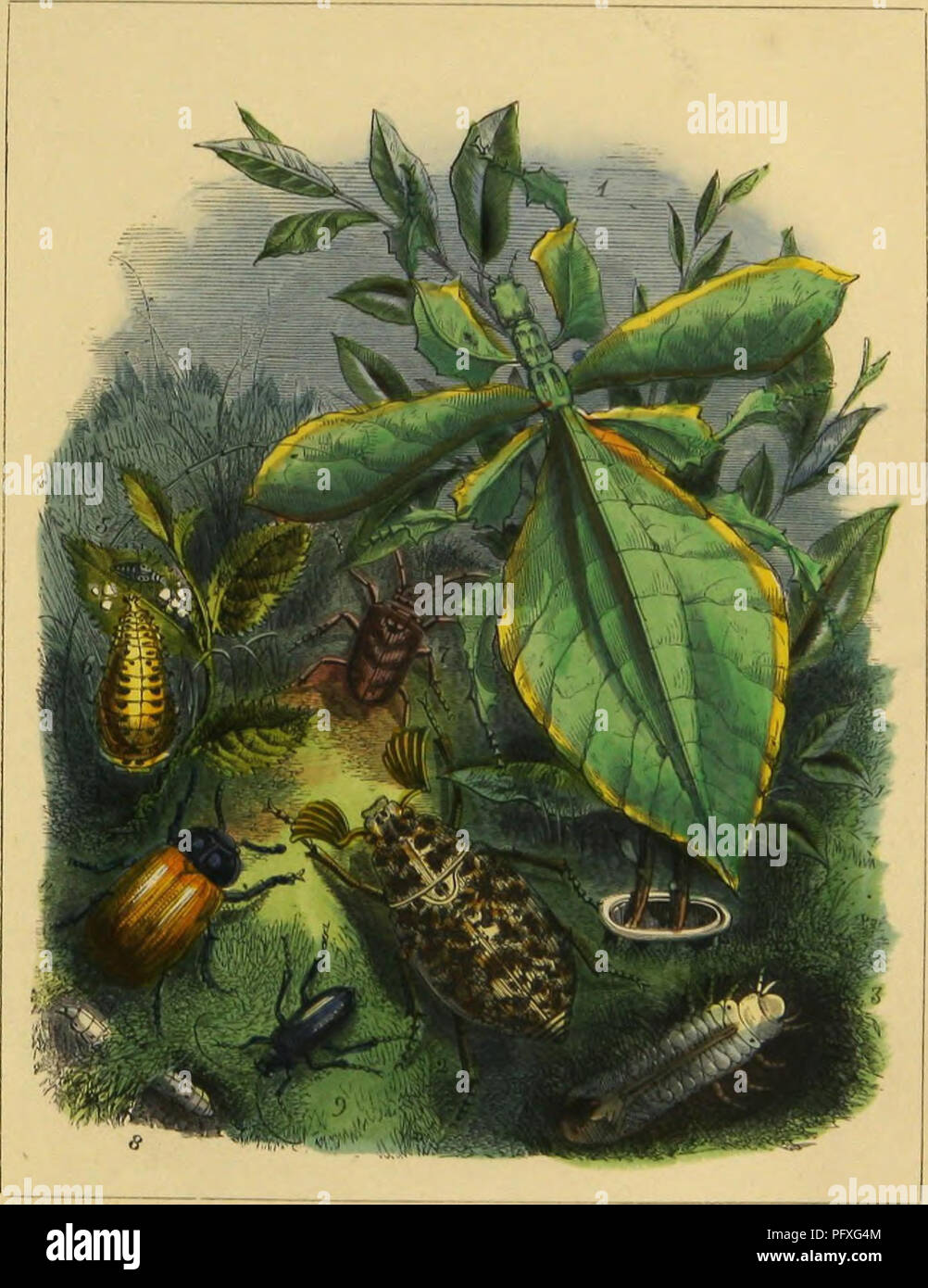 Beautiful Images Of Insects The Butterfly Vivarium; Or, Insect Home: