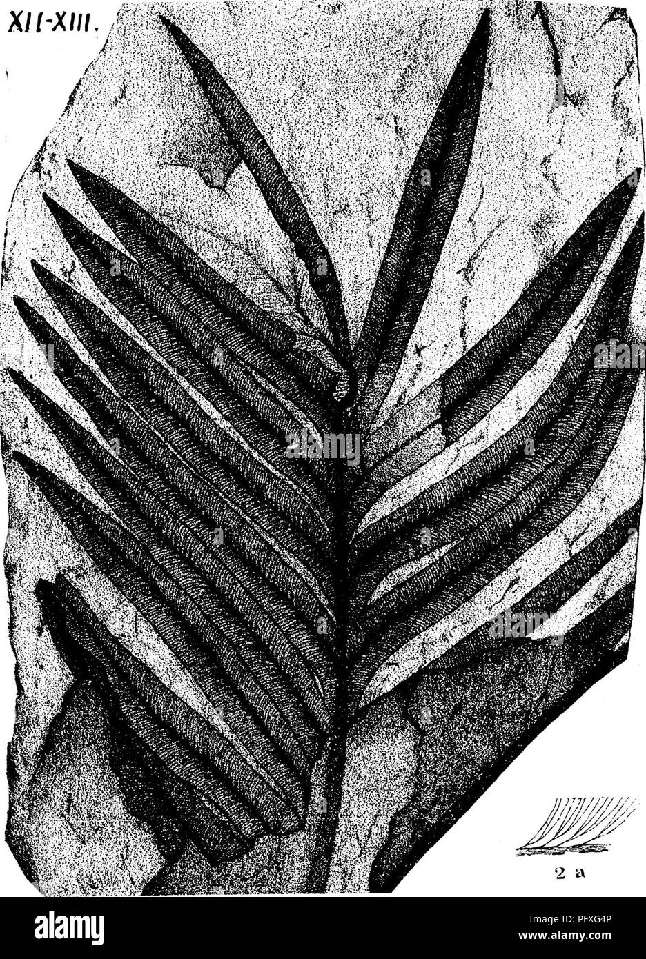 Broad rostrum hi-res stock photography and images - Alamy