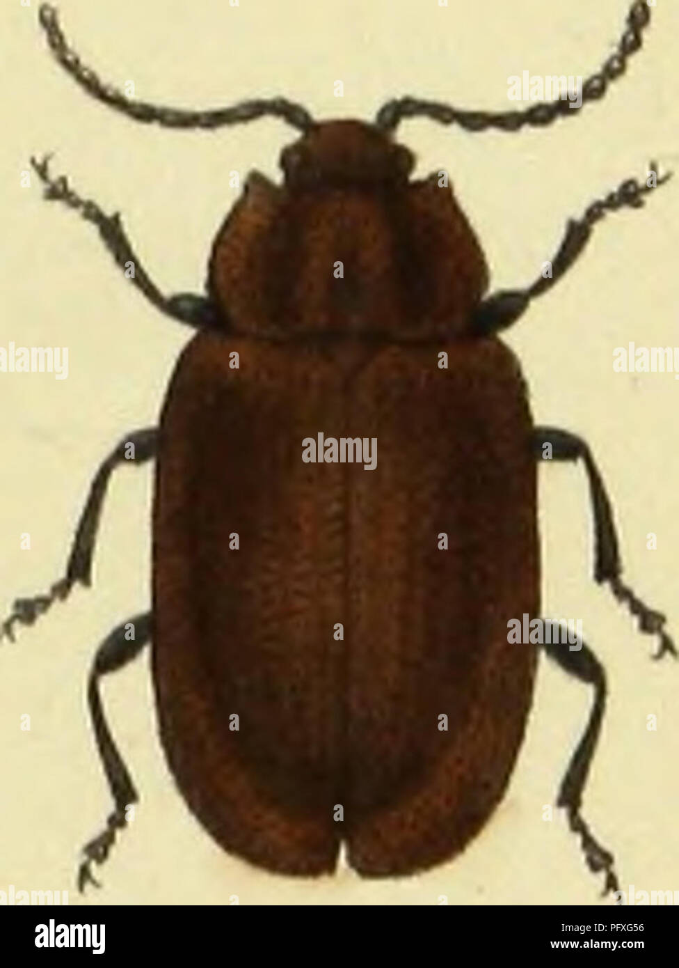 This entomological work presents the principal insect genera of ...