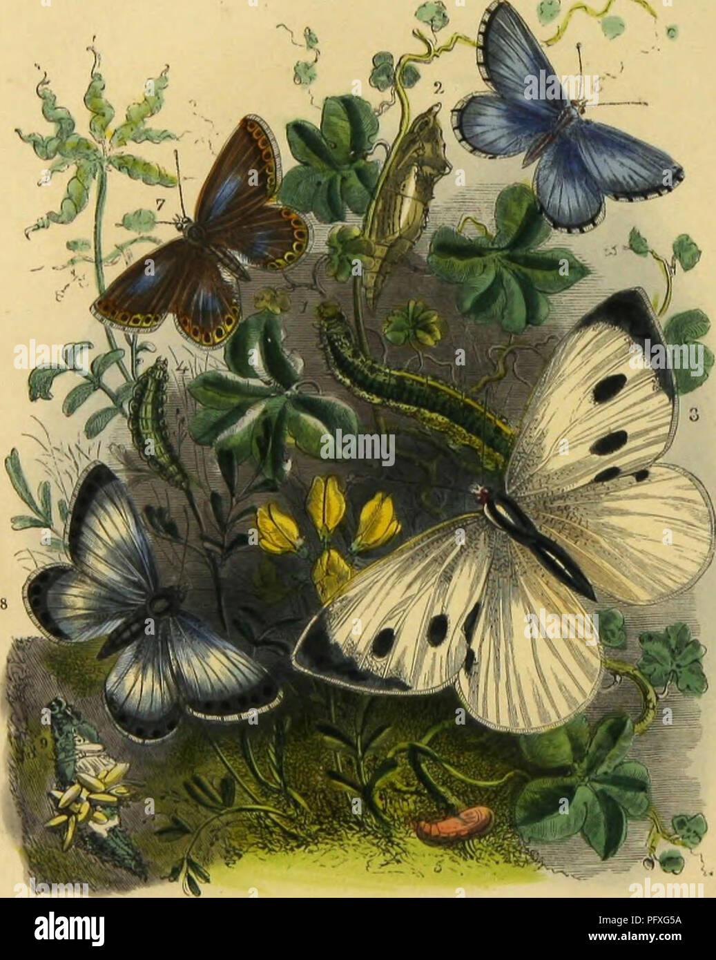 This guide introduces the concept of an insect vivarium to study the ...