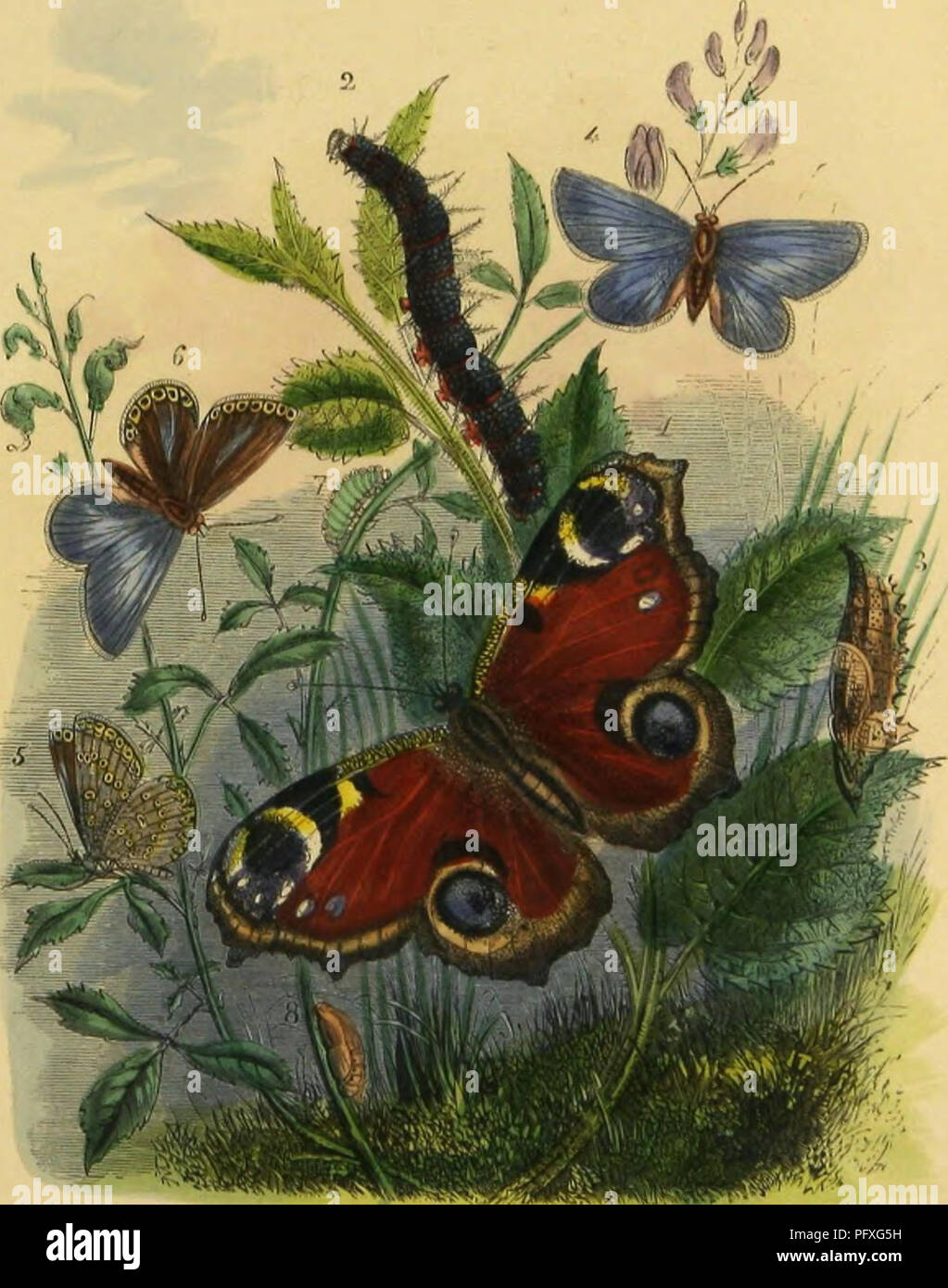 . The butterfly vivarium; or, Insect home: being an account of a new ...