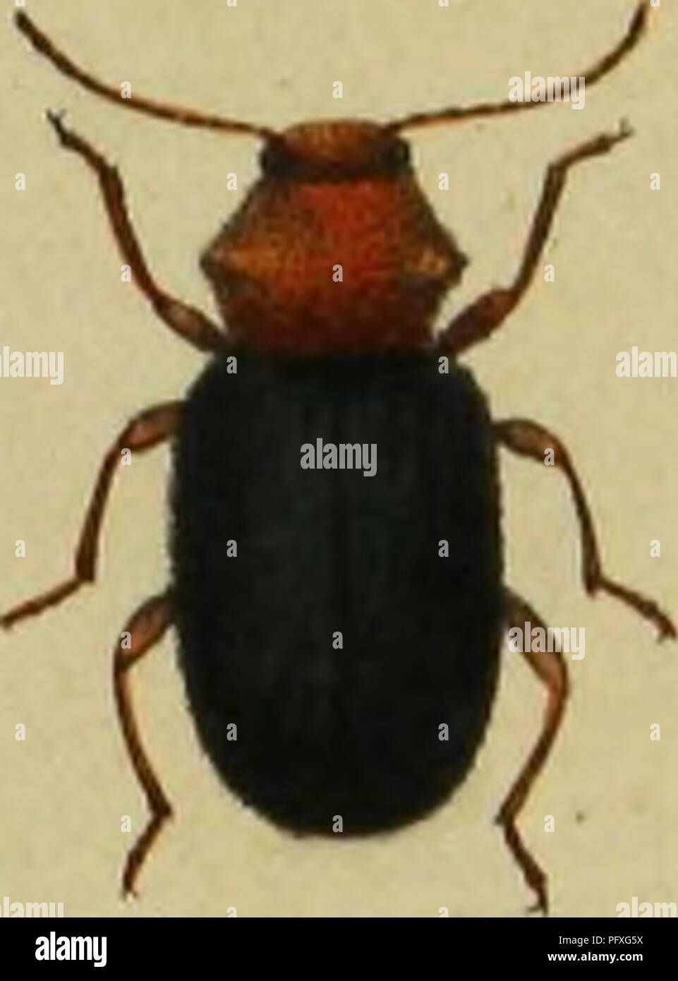 This work provides an illustrated guide to the most prominent insect ...