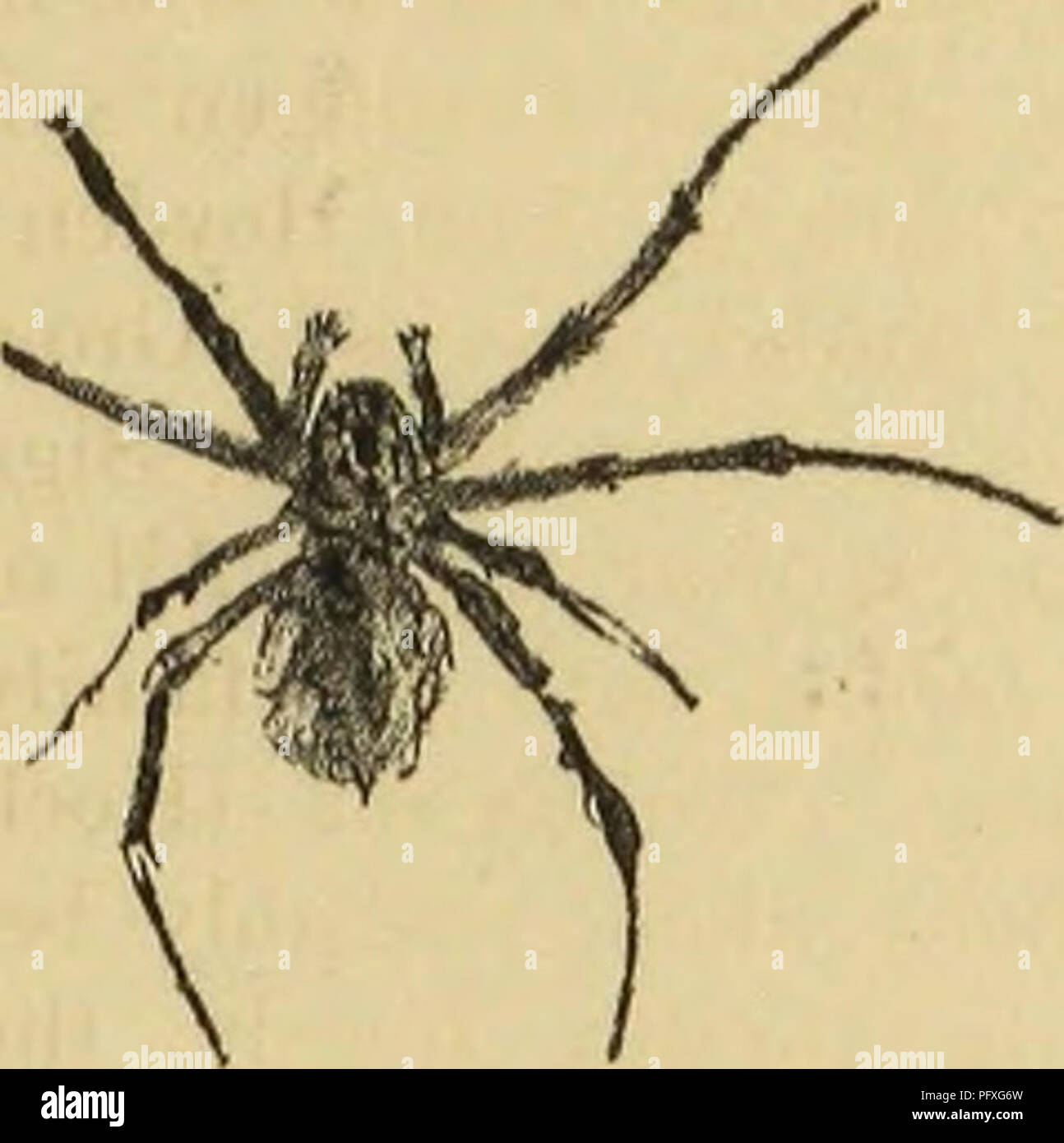 . American spiders and their spinning work. A natural history of the ...