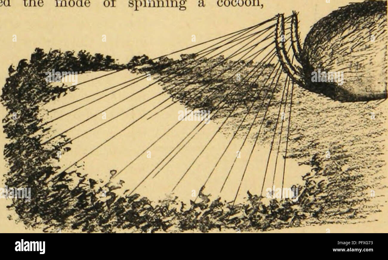 This illustration from *American Spiders and Their Spinning Work* shows ...