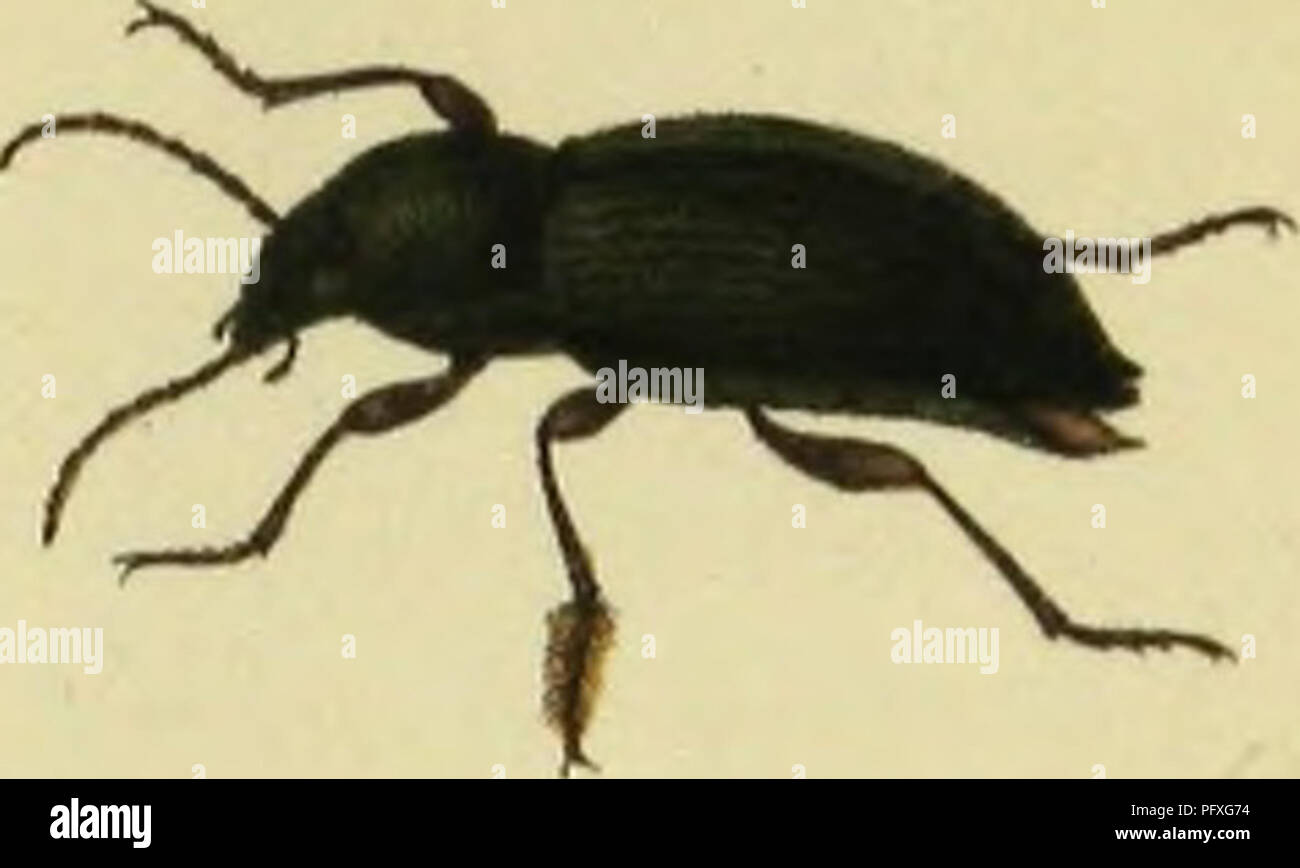 This image features the representation of insect species in Switzerland ...