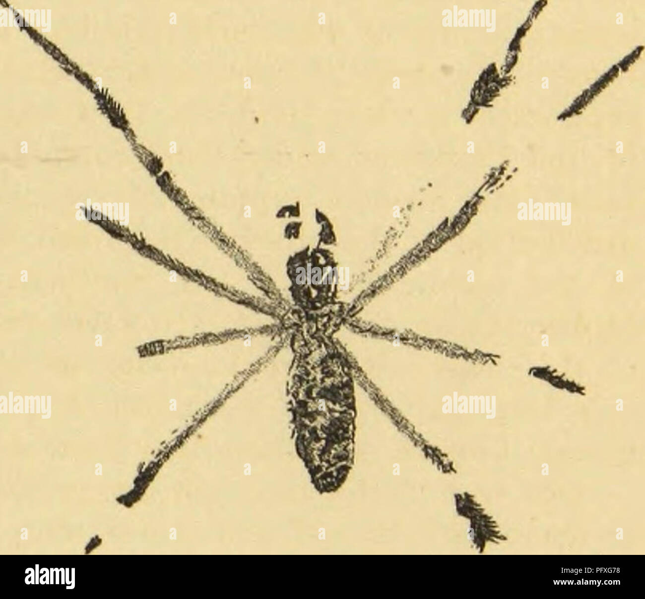. American spiders and their spinning work. A natural history of the ...