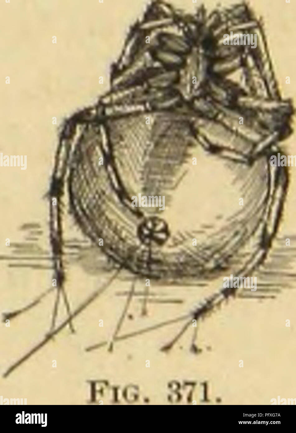 This image depicts the death-feigning behavior of the Shamrock spider ...