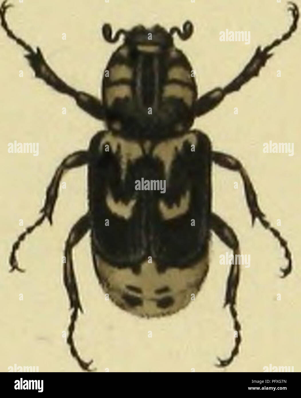 This entomological work showcases prominent insect genera in ...