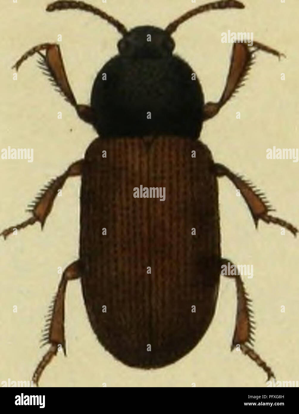 This work presents an illustrated guide to the prominent insect species ...