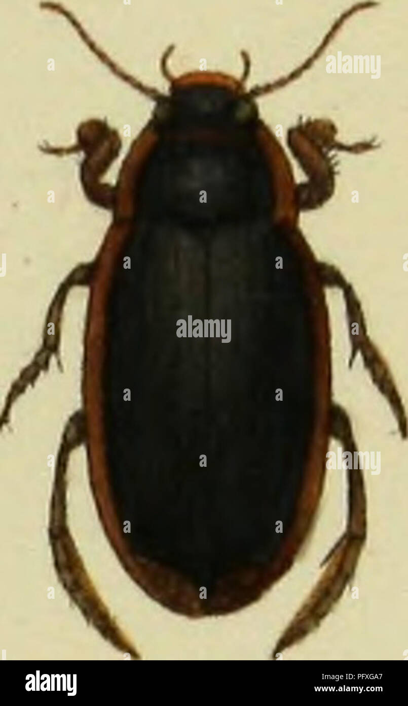 This illustration collection depicts the most prominent insect genera ...