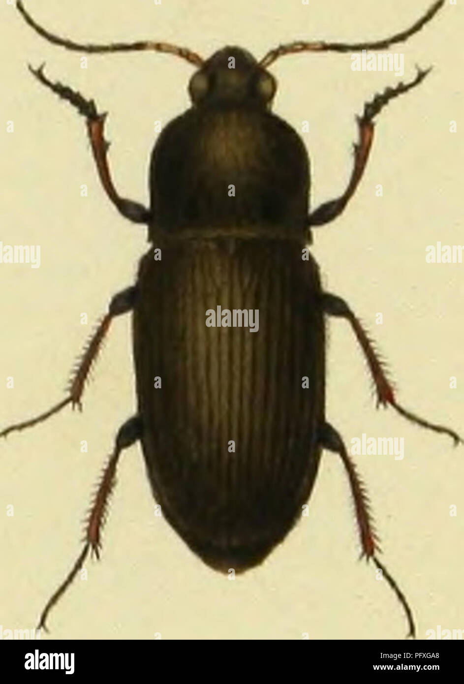 This illustration, part of 'Insekten der Schweiz' by Jonas David Labram ...