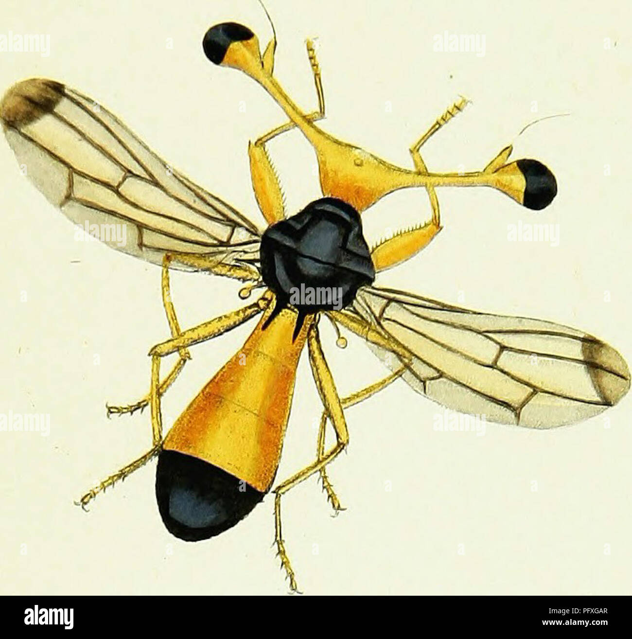 This illustration from 'The Natural History of the Insects of India ...