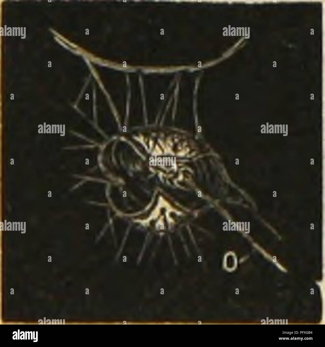 This book provides a natural history of orb-weaving spiders in the ...