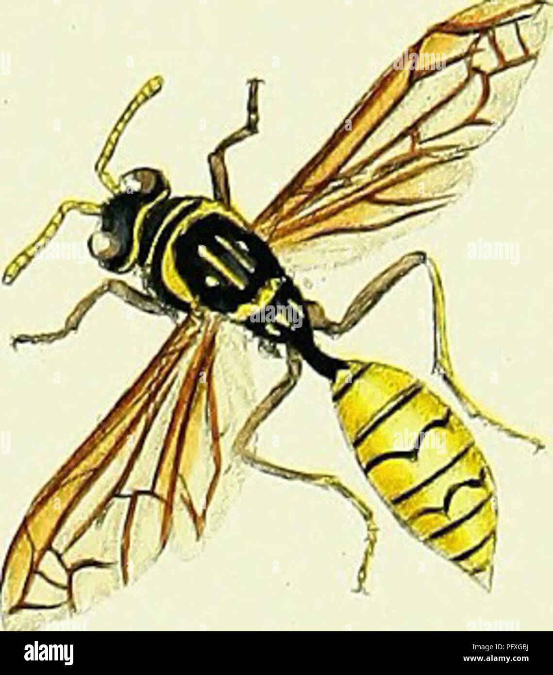 This work by Edward Donovan provides a comprehensive natural history of ...