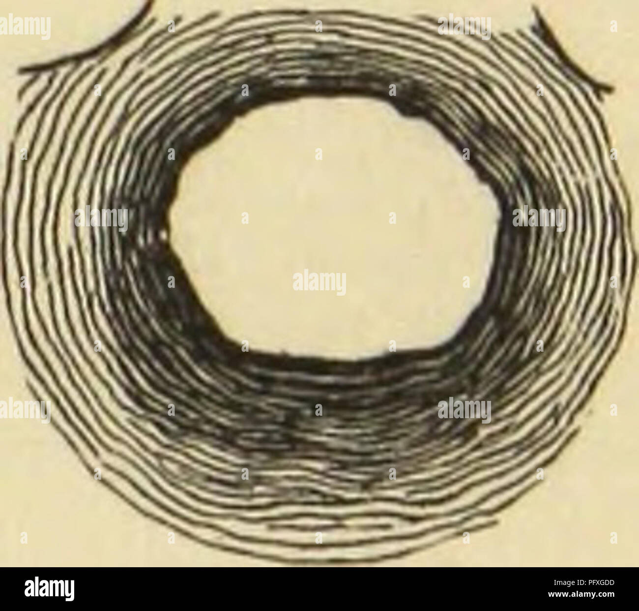 This work on American spiders highlights the orb-weaving spiders of the ...