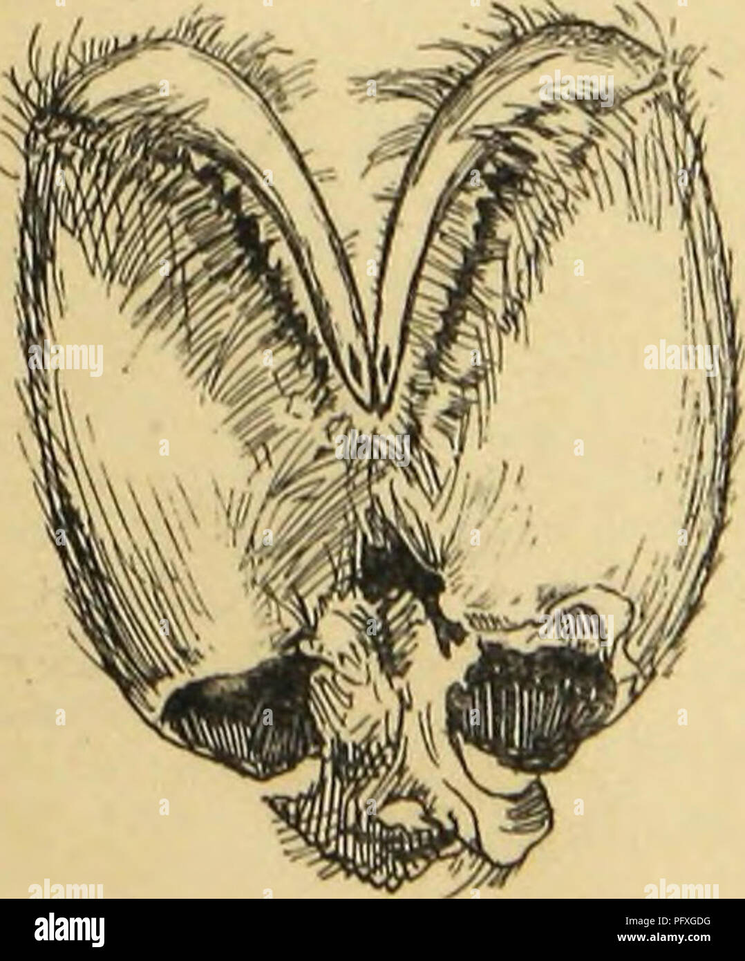 . American spiders and their spinning work. A natural history of the ...