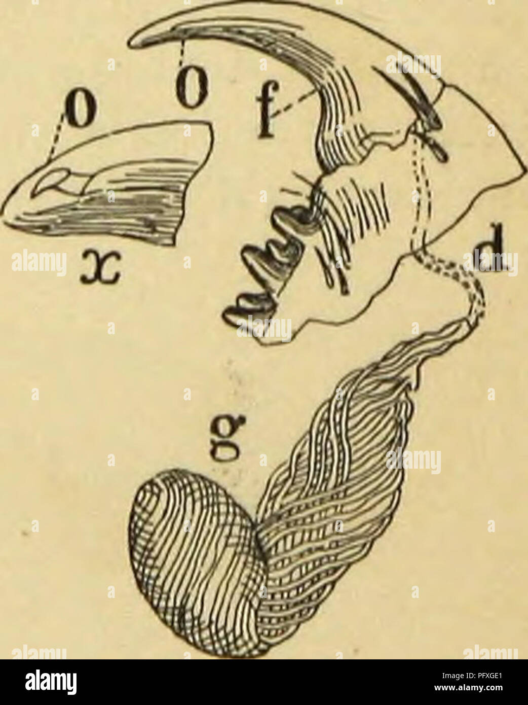 . American spiders and their spinning work. A natural history of the ...