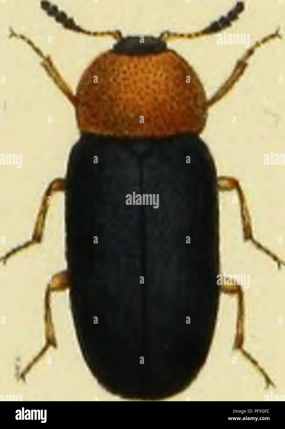 This work presents the most notable insect genera of Switzerland, each ...