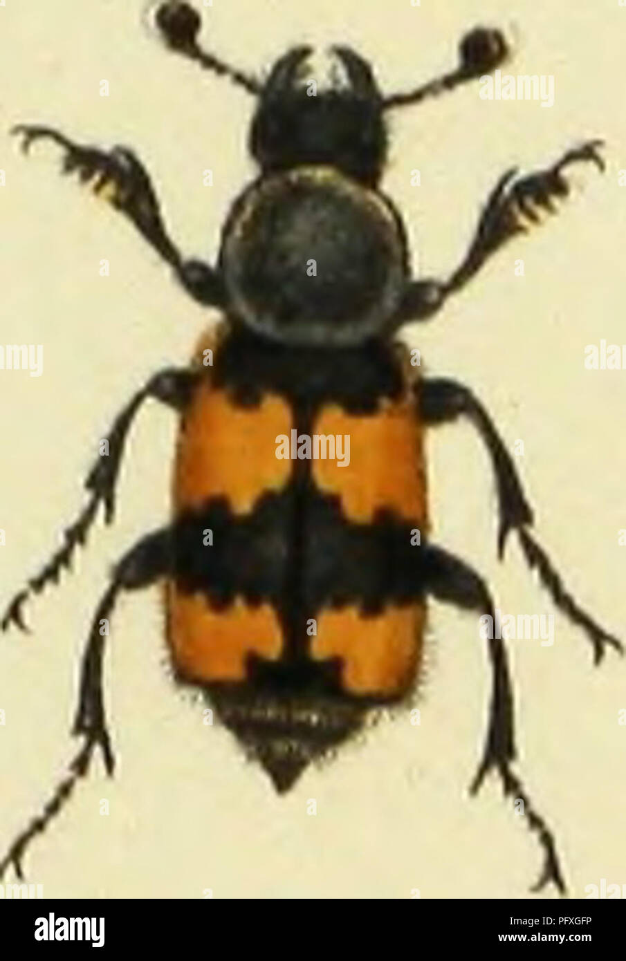 'Insekten der Schweiz' is a detailed work on the insect fauna of ...