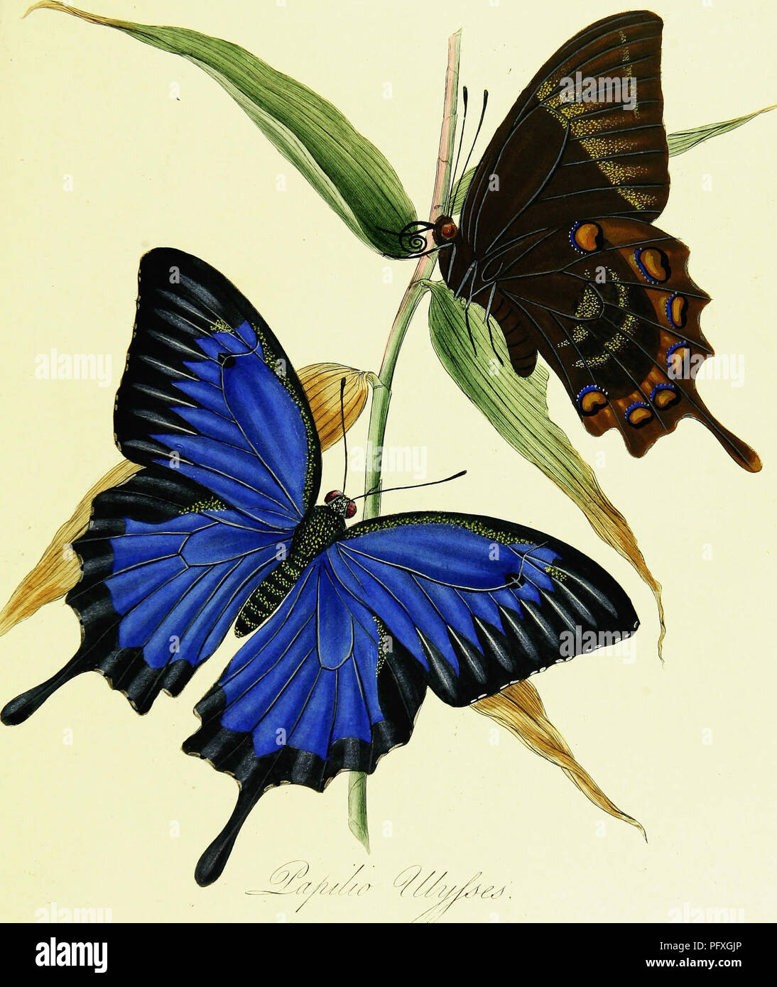 This work by Edward Donovan presents detailed illustrations and ...